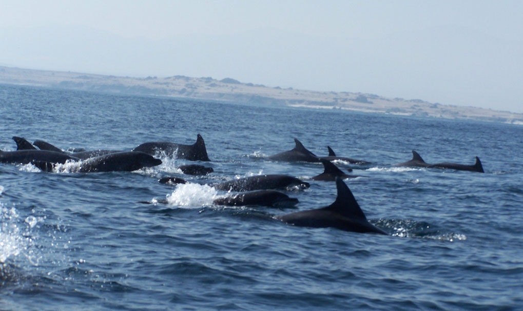 Isla Damas – La Serena y Coquimbo Chile